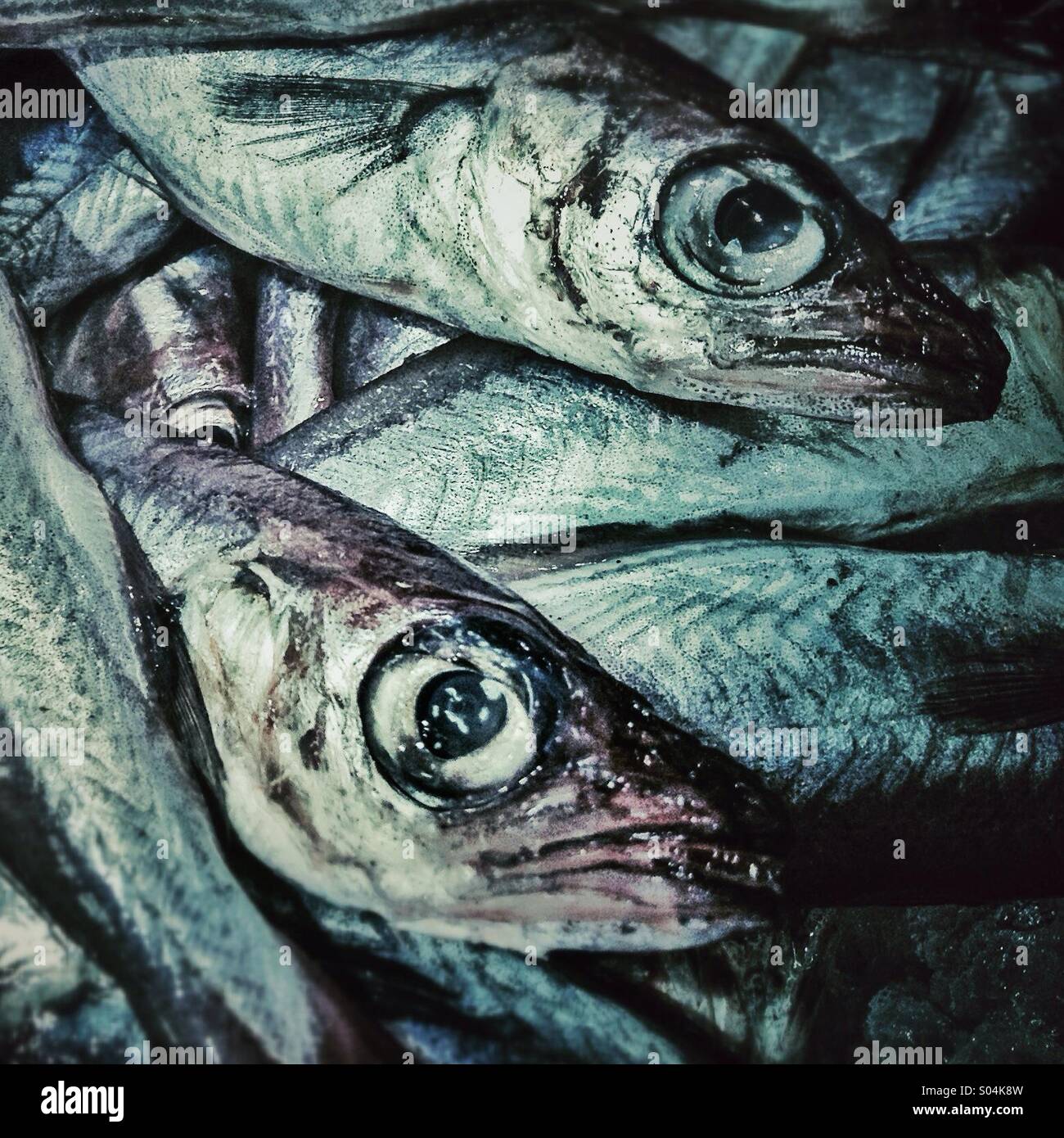 Two head fishes for sale Stock Photo - Alamy