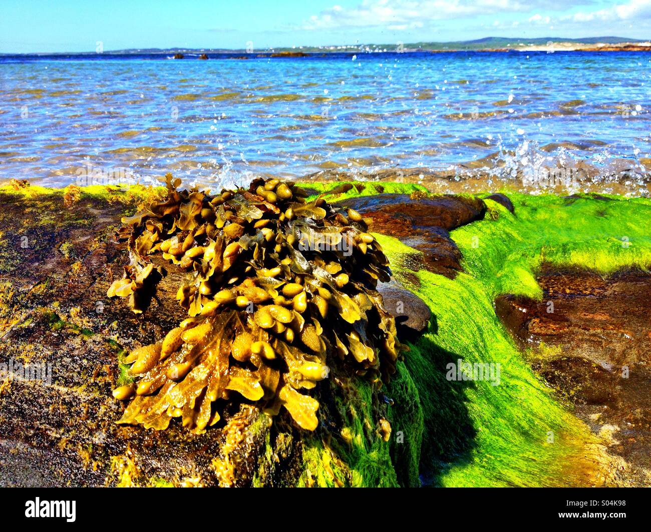 Seaweed rock and ocean Stock Photo - Alamy