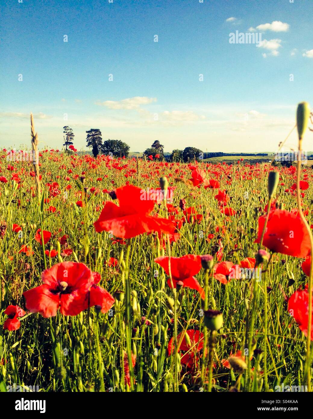 Wwi poppy hi-res stock photography and images - Alamy