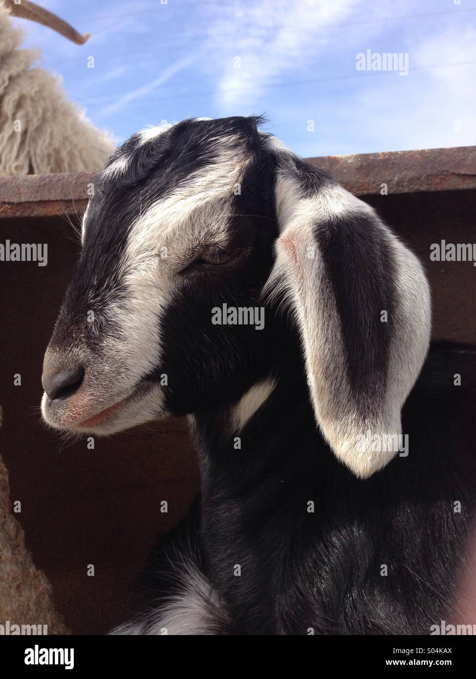 Relaxing goat hi-res stock photography and images - Alamy