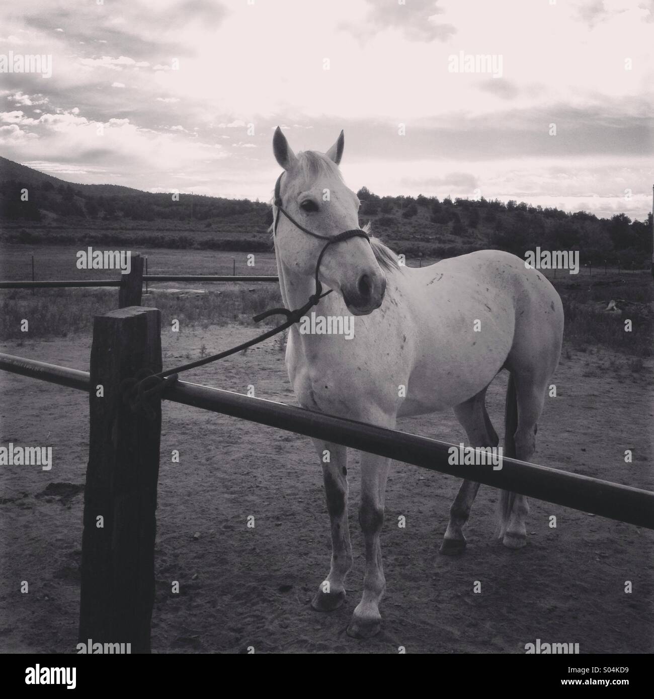 White horse in a corral with mountains in the background Stock Photo ...