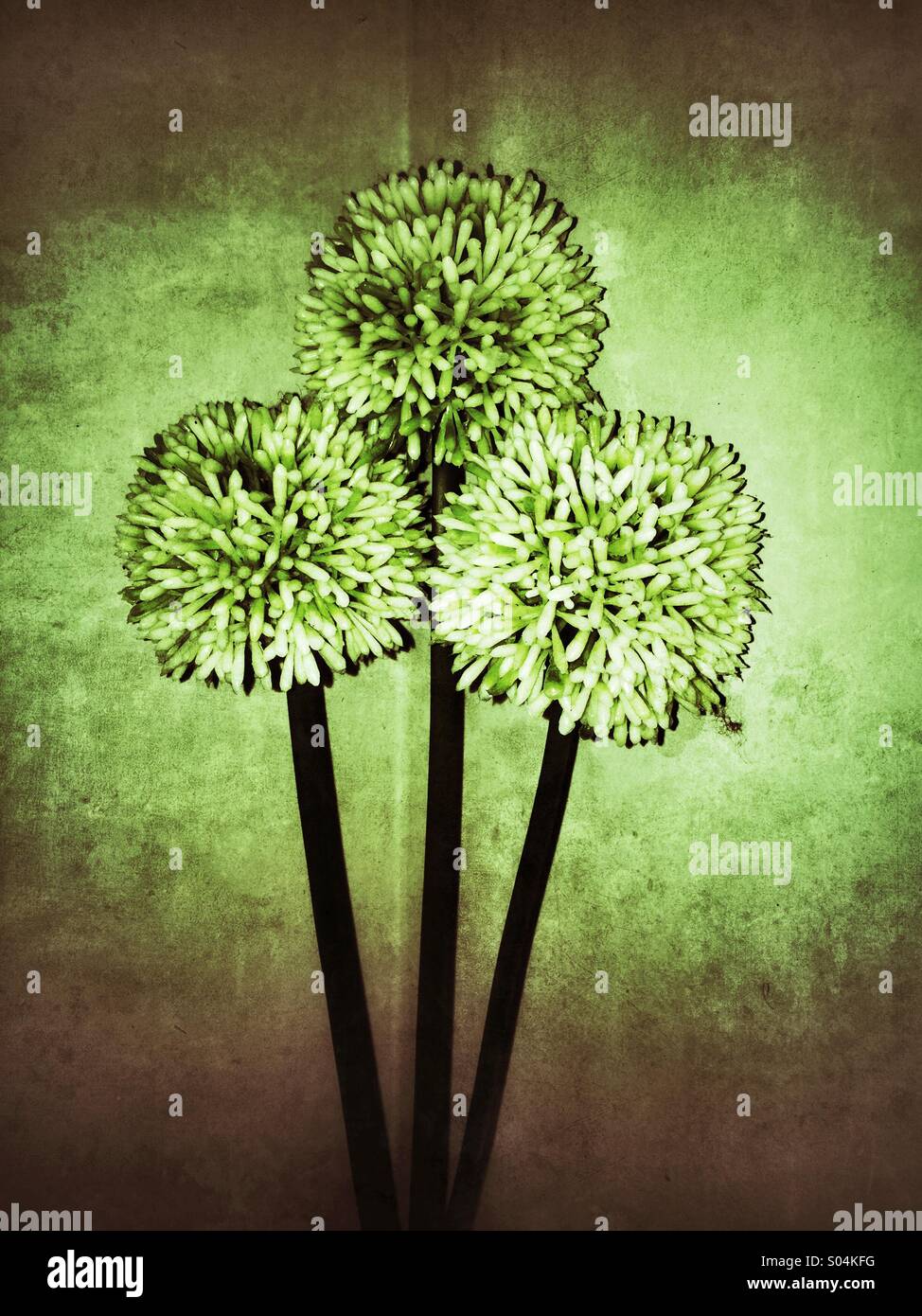 Three plastic flowers Stock Photo - Alamy