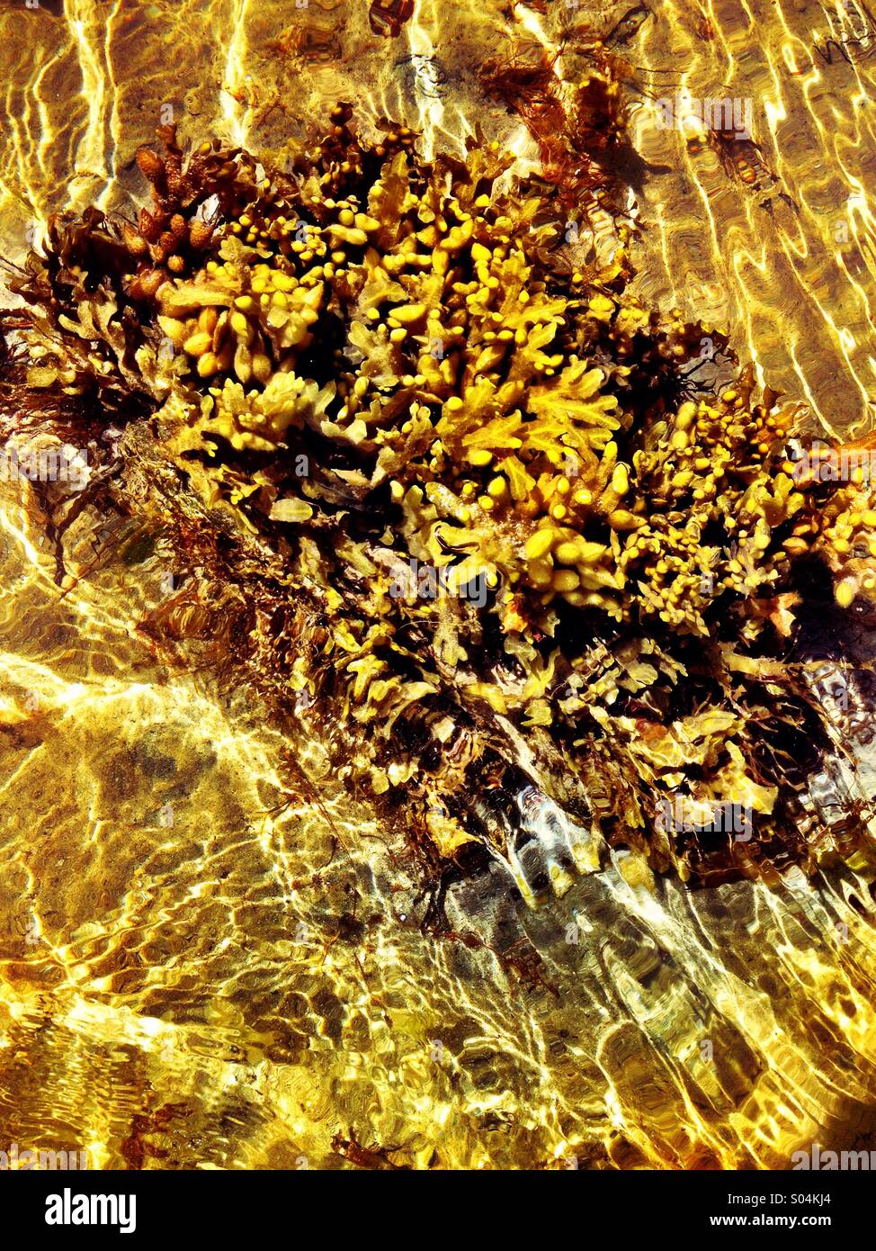 Seaweed art hi-res stock photography and images - Alamy