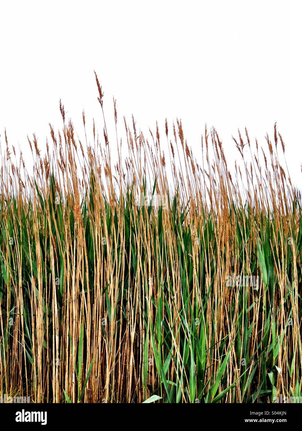 Rural texture hi-res stock photography and images - Alamy