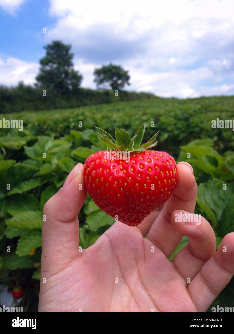 Strawberry love hi-res stock photography and images - Alamy