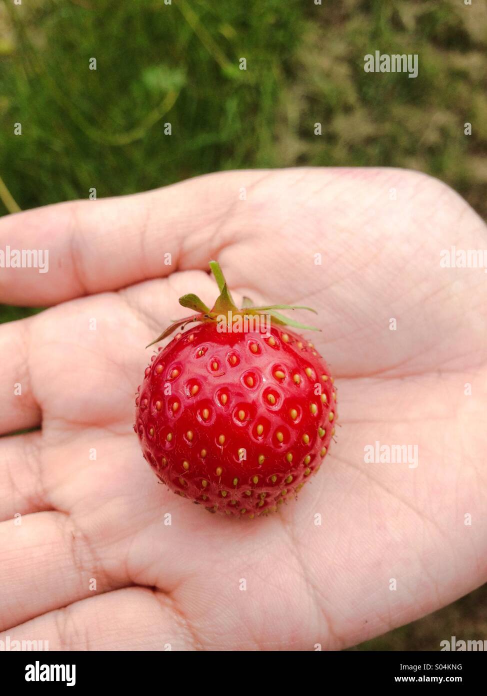 Round fruit hi-res stock photography and images - Alamy
