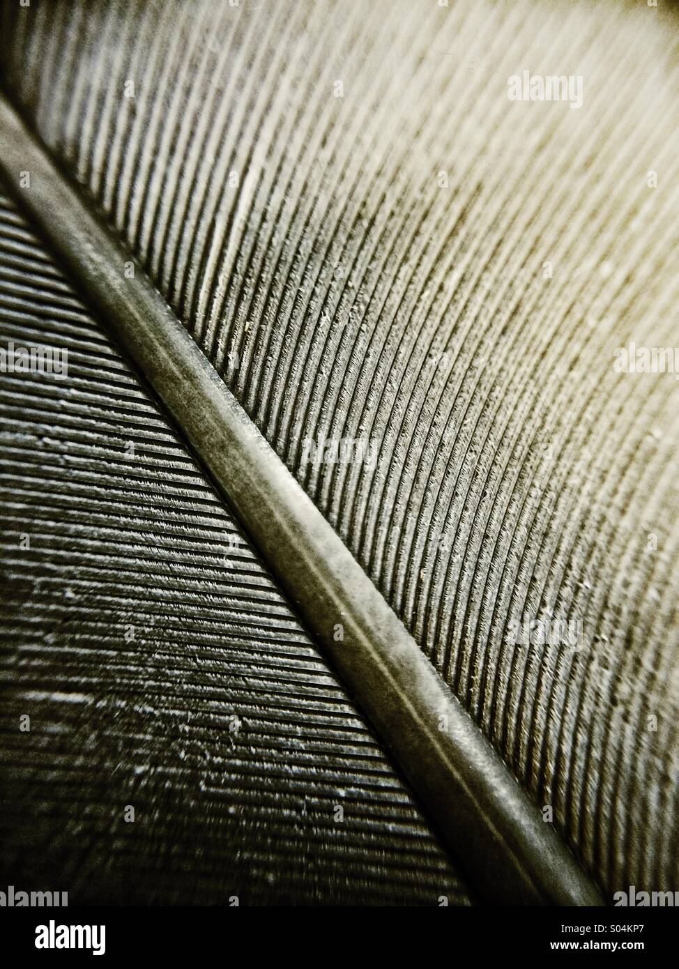 Close up of a bird's feather Stock Photo - Alamy