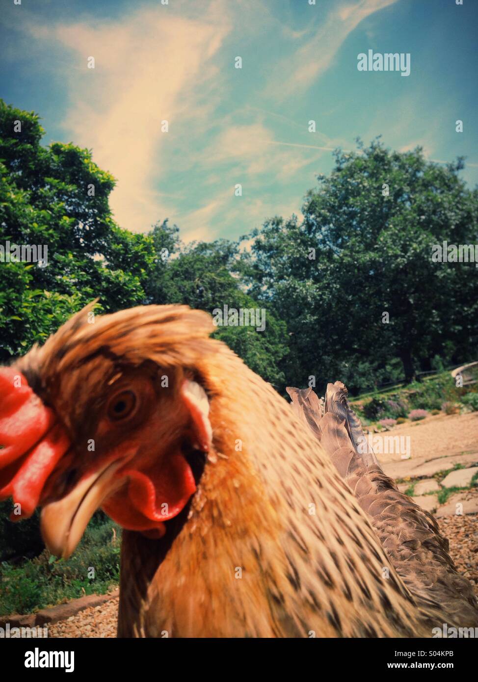 Chicken close up hi-res stock photography and images - Alamy