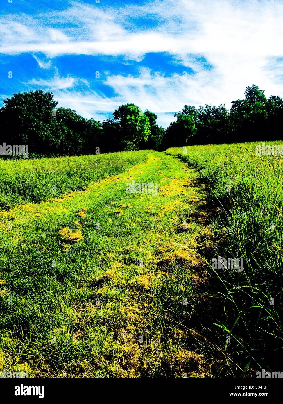 Path mown in grass leading uphill to line of trees Stock Photo - Alamy