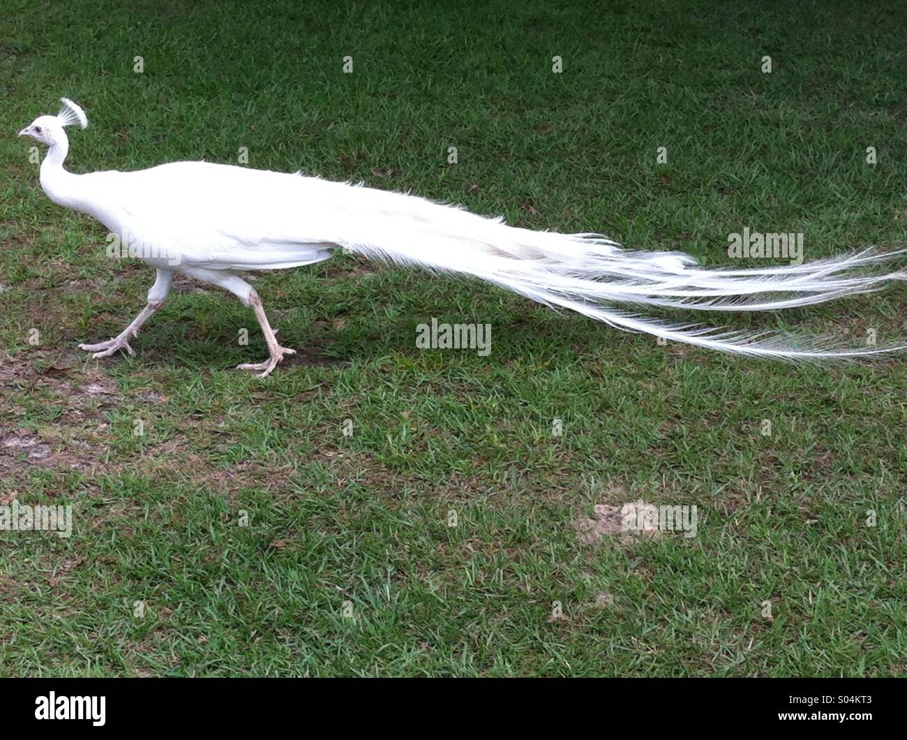 Aloha safari zoo hi-res stock photography and images - Alamy