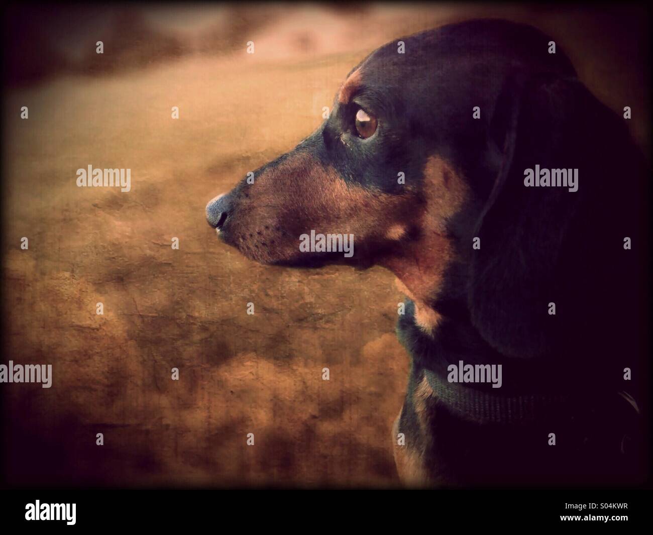 Dog staring off into distance hi-res stock photography and images - Alamy