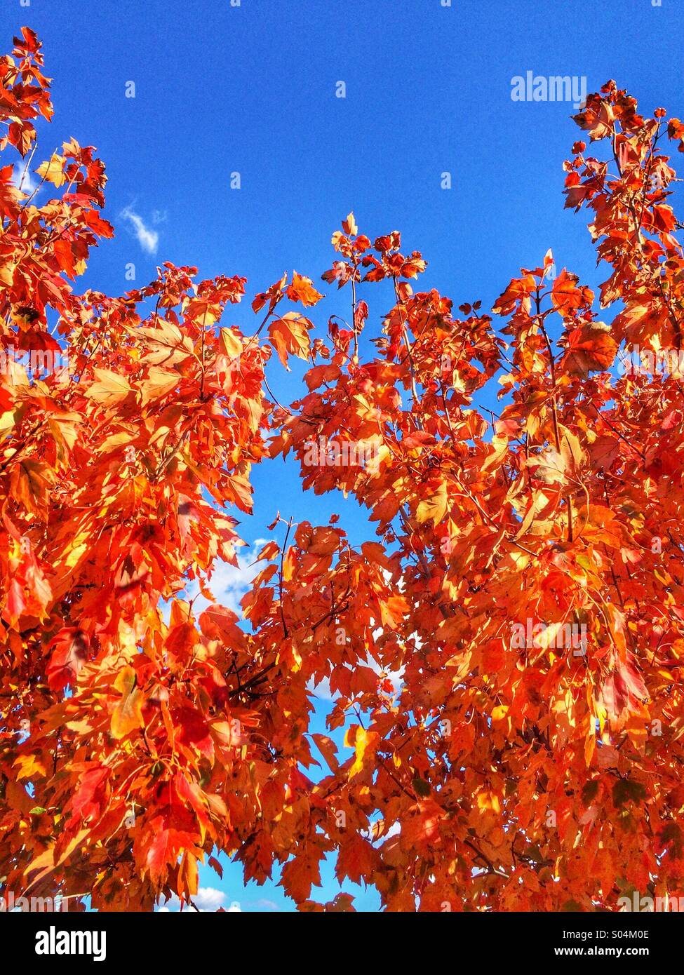 Maple tree orange color hi-res stock photography and images - Alamy