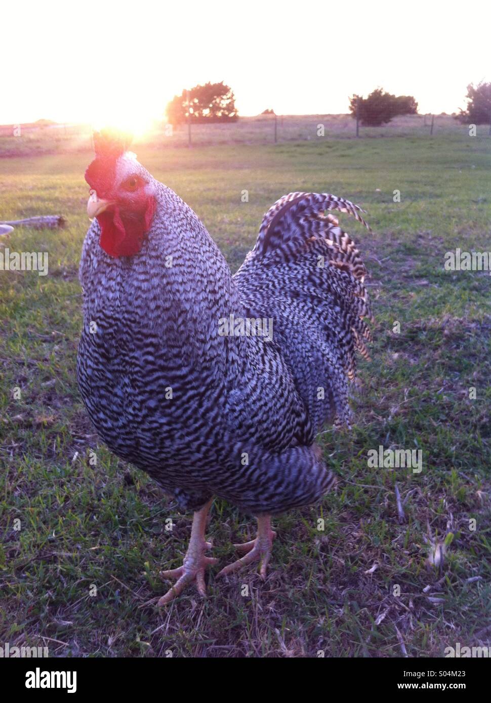 Morning Rooster High Resolution Stock Photography and Images - Alamy