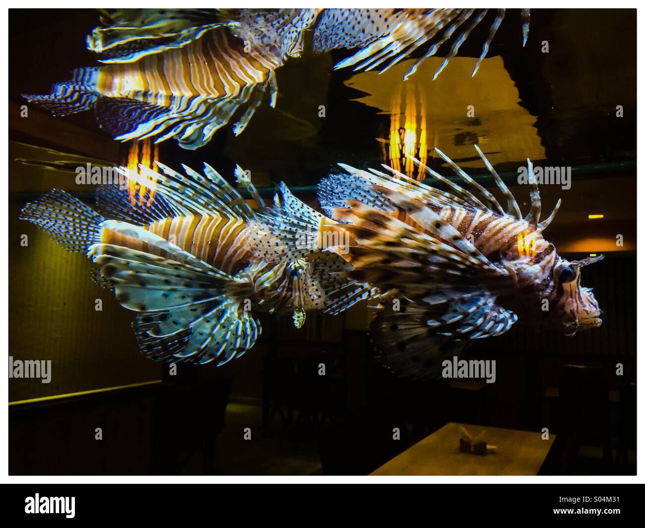 Lonely fish hi-res stock photography and images - Alamy