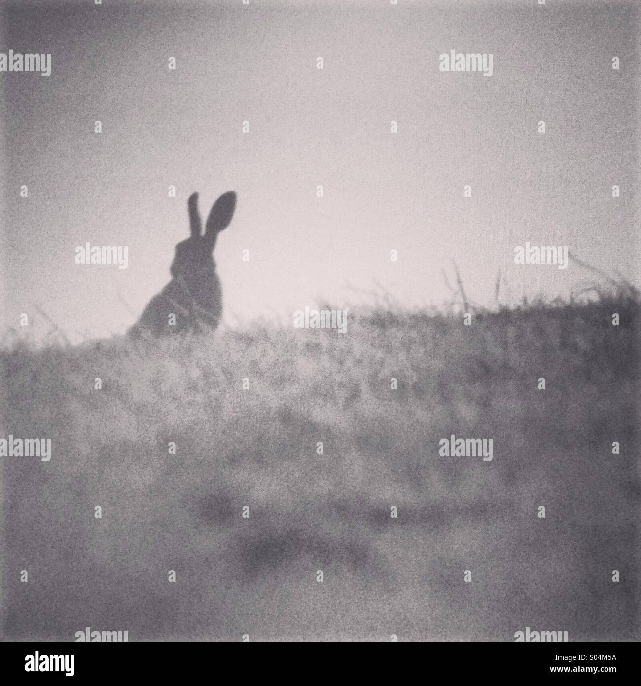 Hare silhouette hi-res stock photography and images - Alamy