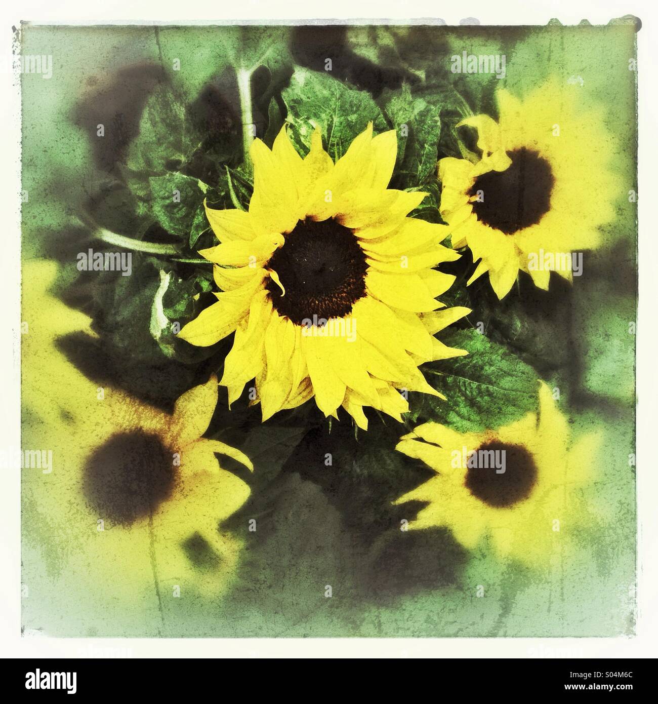 Sunflowers texture hi-res stock photography and images - Alamy