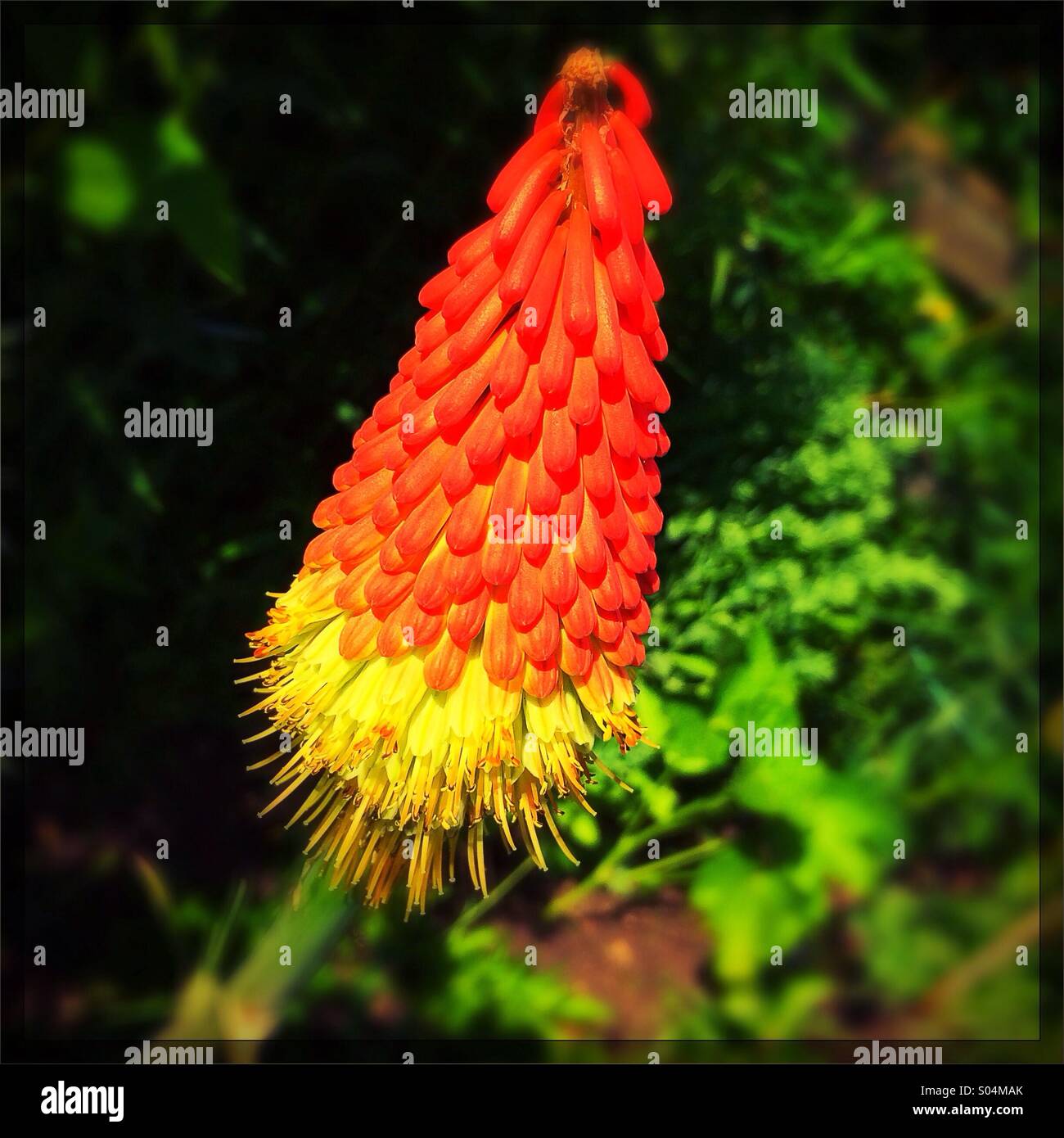 Red hot poker flower uk hi-res stock photography and images - Alamy