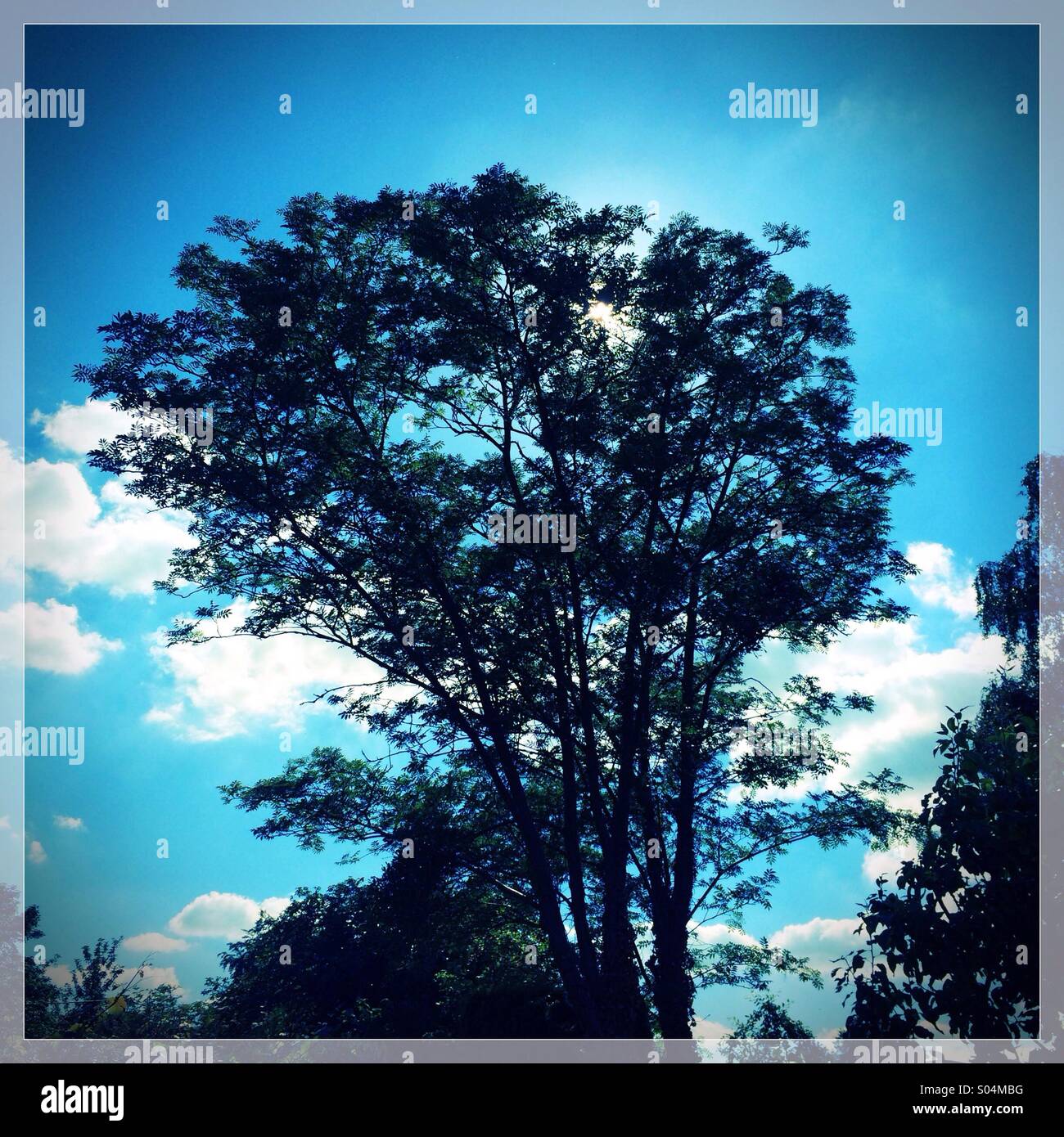 Black Tree Against Blue Sky Stock Photos & Black Tree Against Blue Sky ...