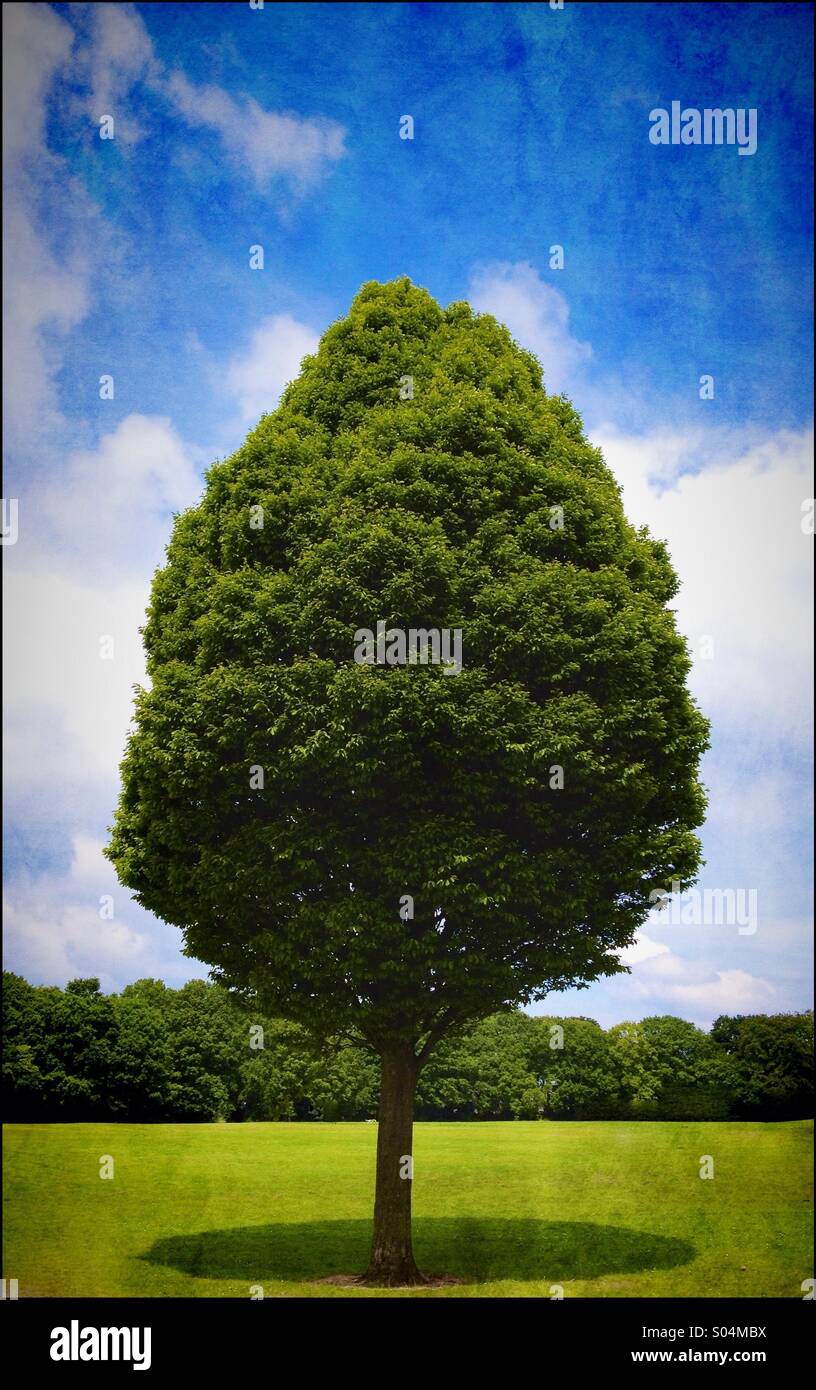 Tree in park Stock Photo - Alamy