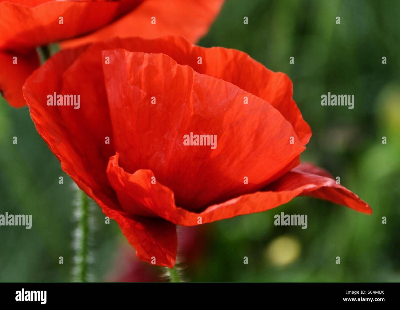 British legion poppy field hi-res stock photography and images - Alamy