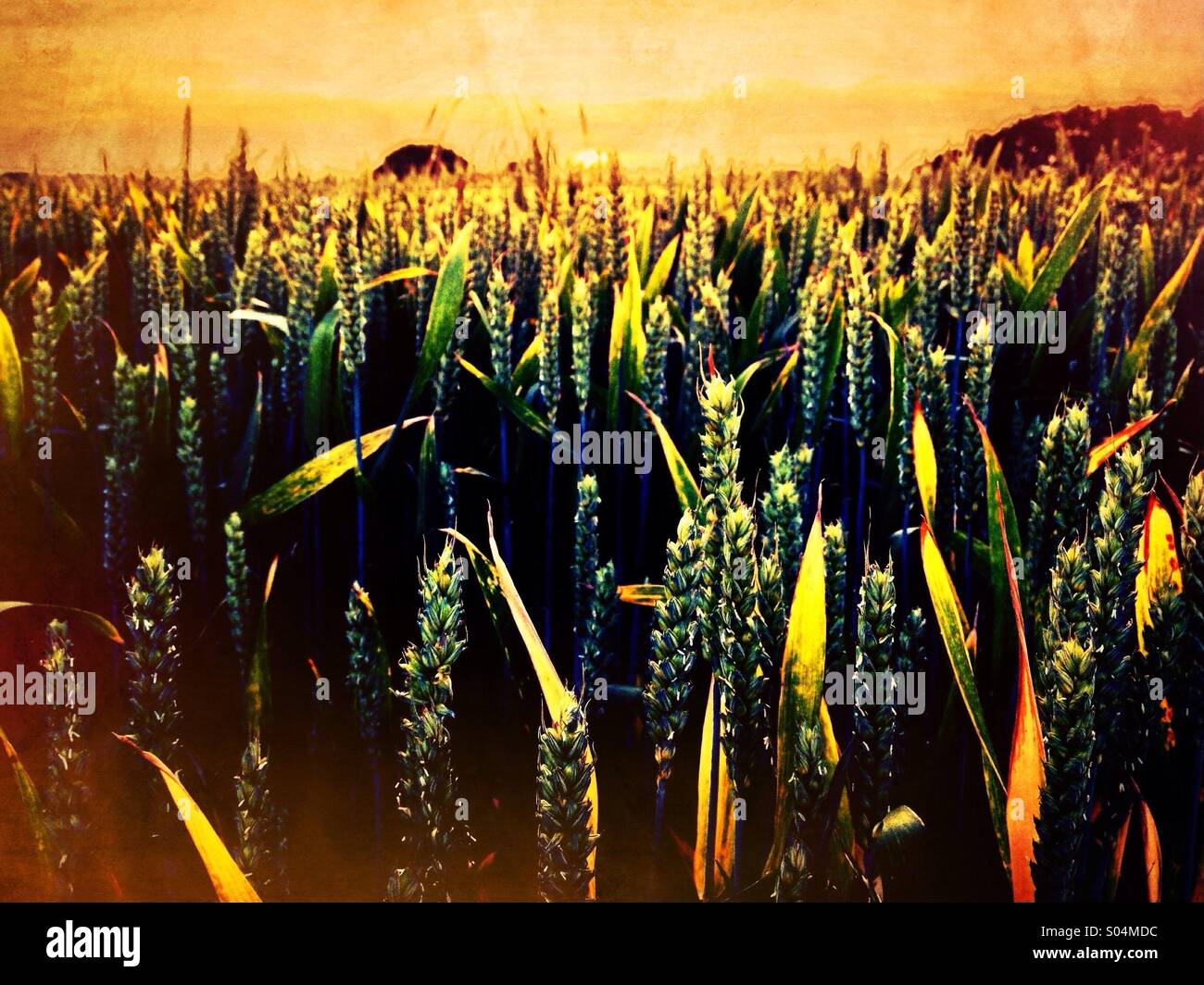 Sunset over wheat field Stock Photo - Alamy
