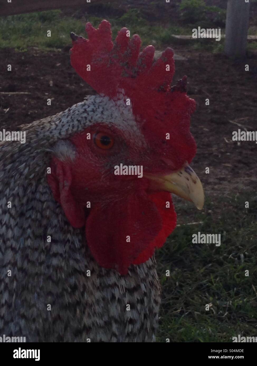 Rooster waddle hi-res stock photography and images - Alamy