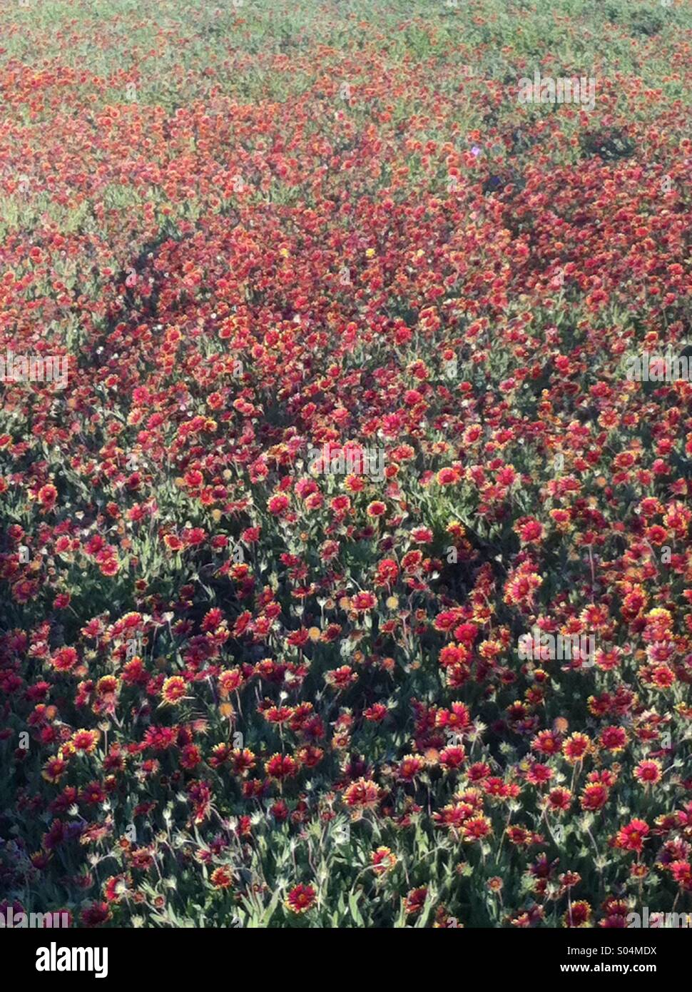 Field of indian blanket flowers hi-res stock photography and images - Alamy