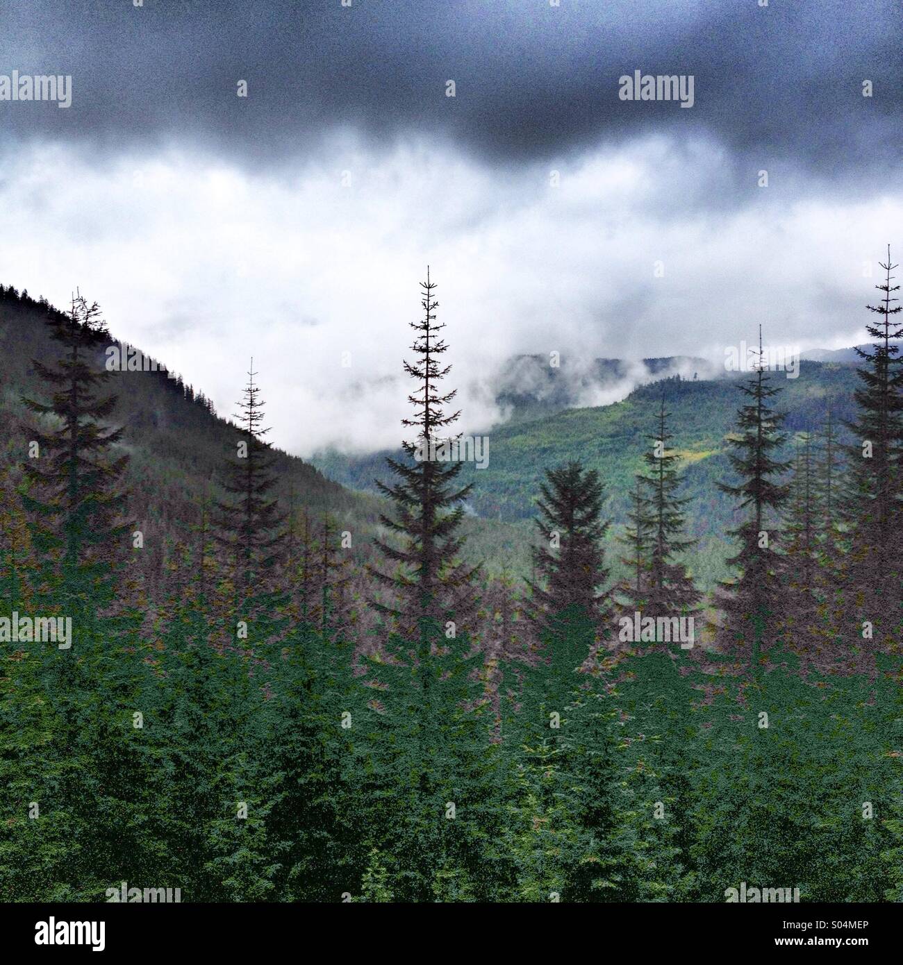 Washington fog pine trees hi-res stock photography and images - Alamy