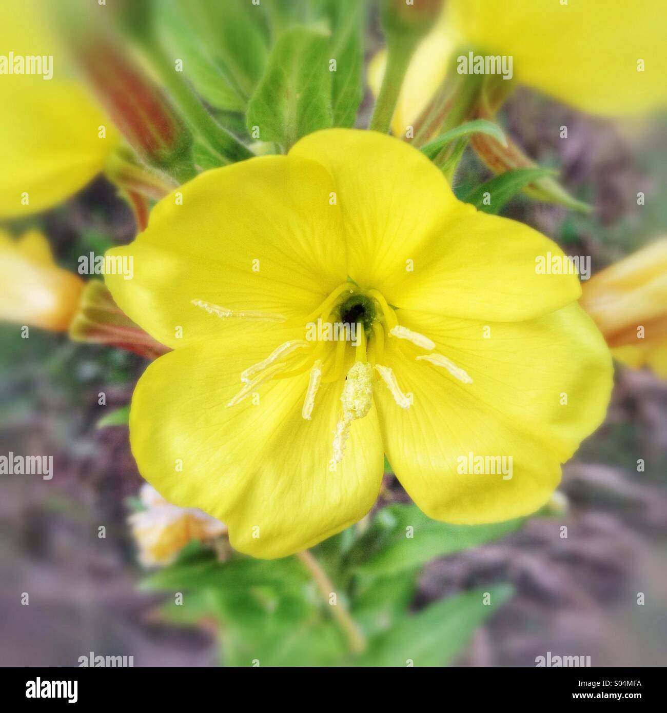 Evening primroses hi-res stock photography and images - Alamy