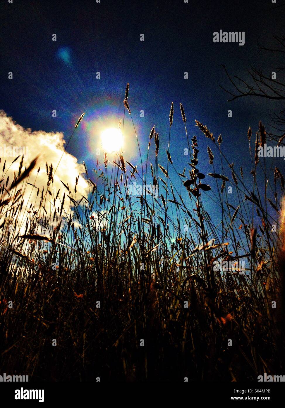 High Summer Pasture Stock Photo - Alamy