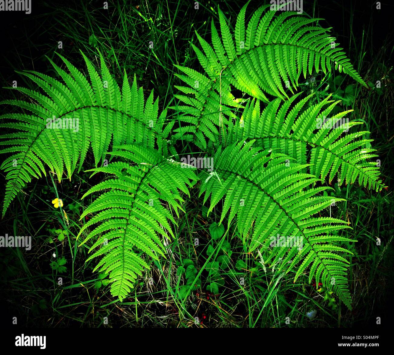 Ferns pattern hi-res stock photography and images - Alamy