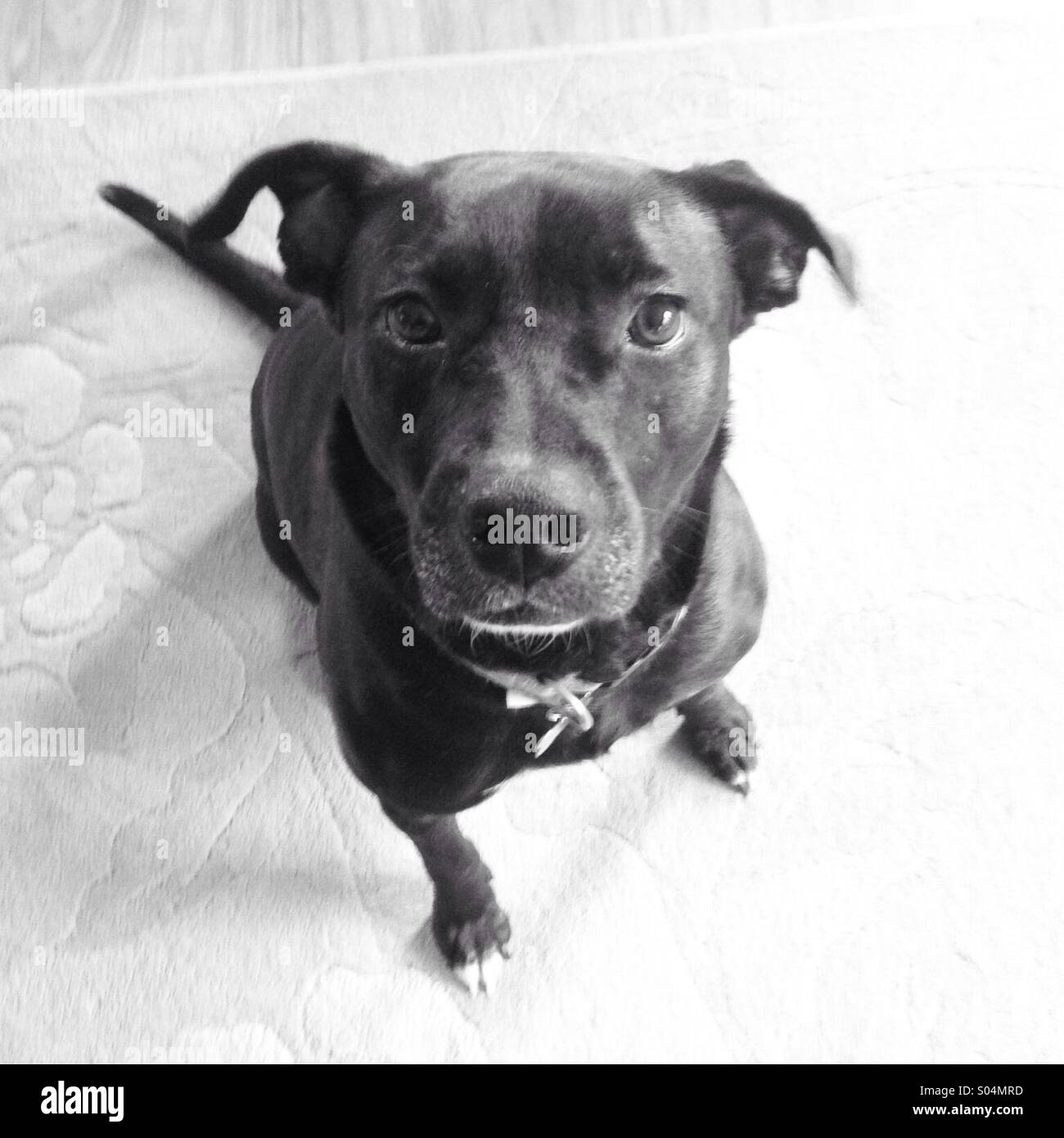 Pitbull dog hi-res stock photography and images - Alamy