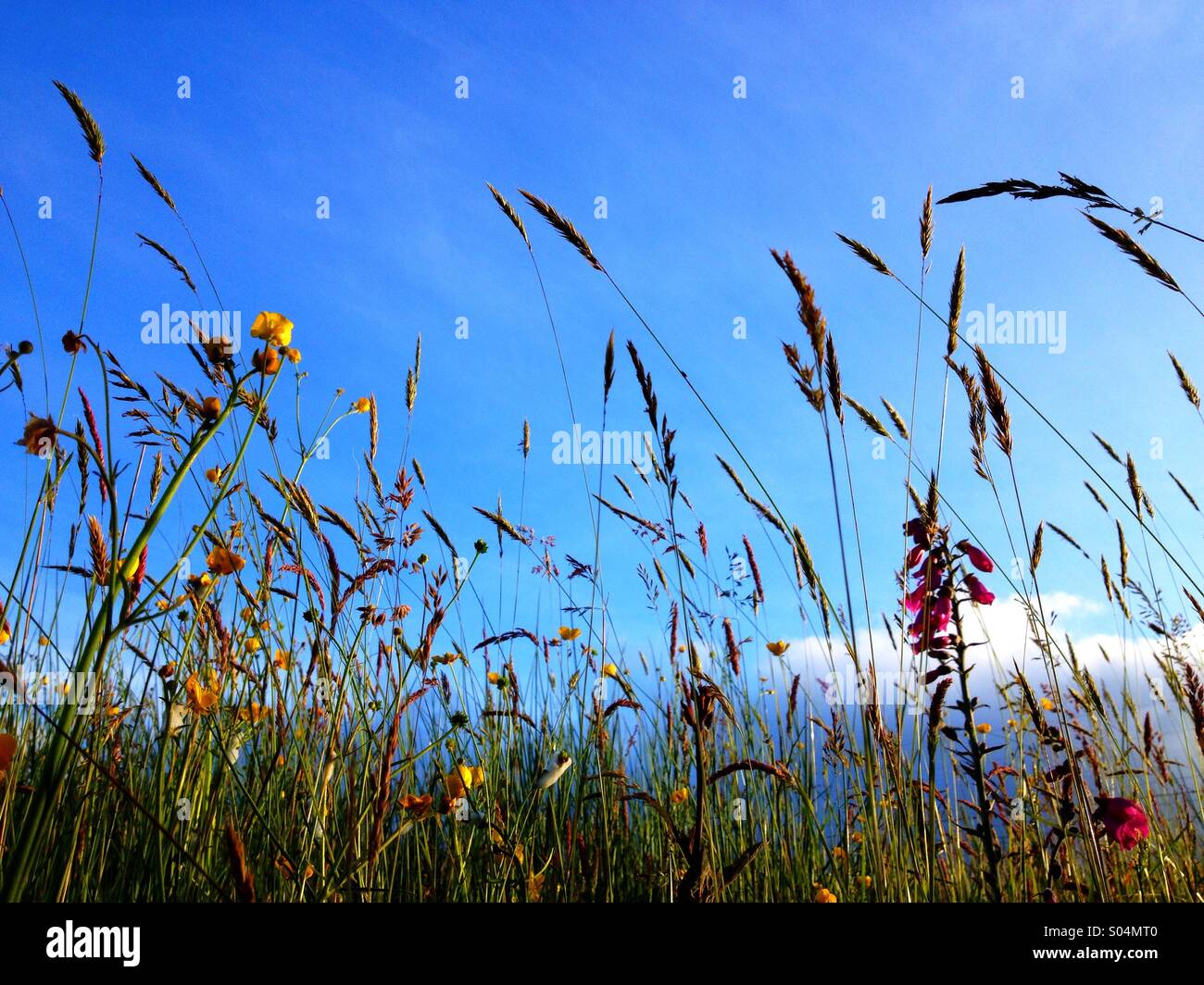 Wild flowers and grasses Donegal Ireland Stock Photo - Alamy