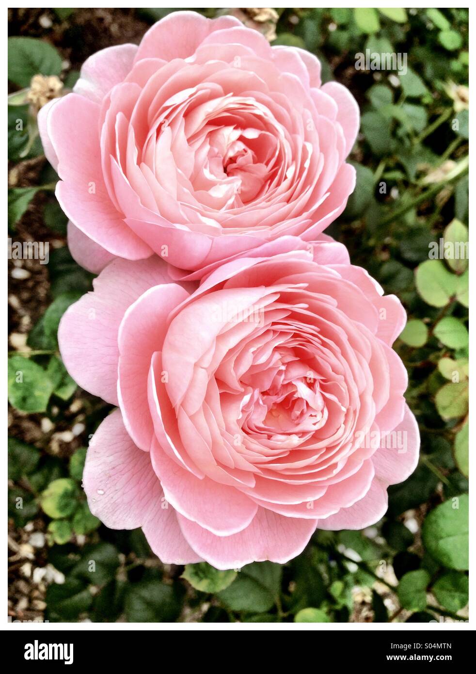 Double roses hi-res stock photography and images - Alamy