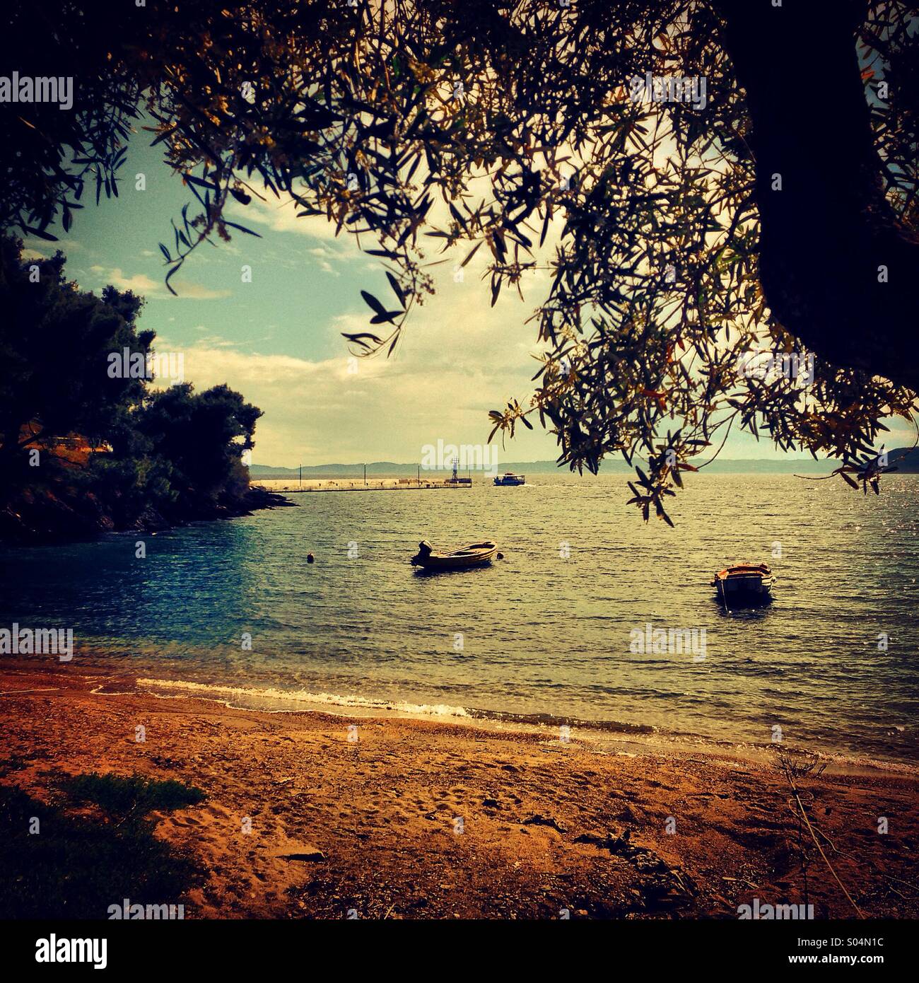 Beach view under the olive tree Stock Photo - Alamy