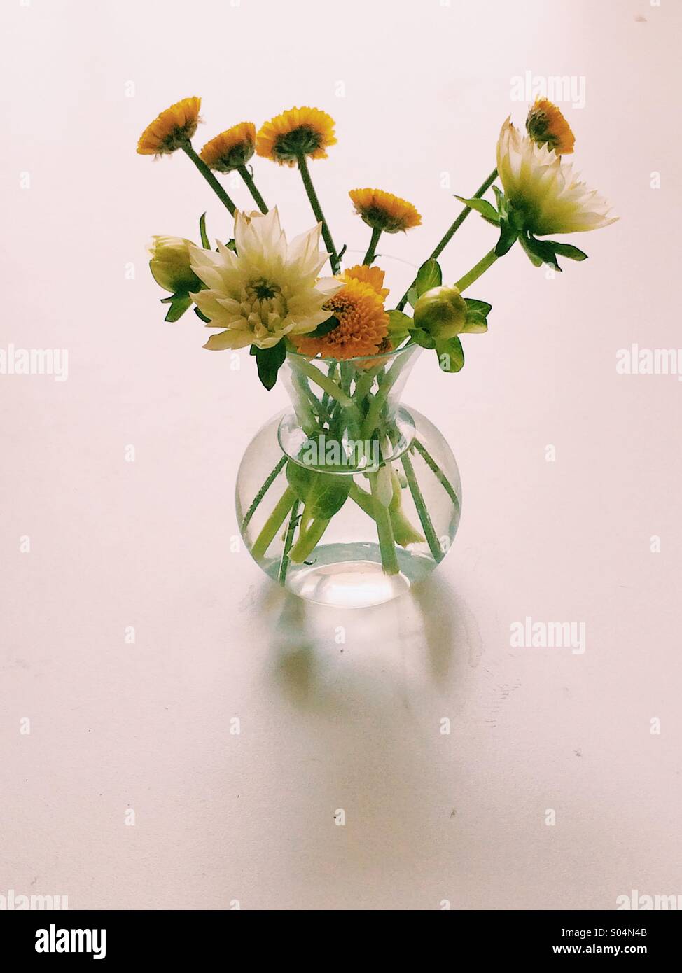 Simple yellow flowers hi-res stock photography and images - Alamy