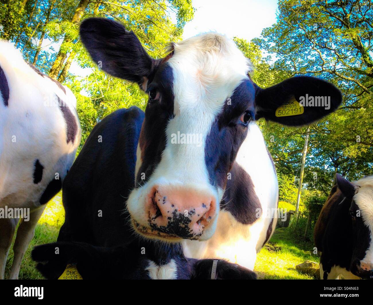 Beefy looking Cow Stock Photo - Alamy