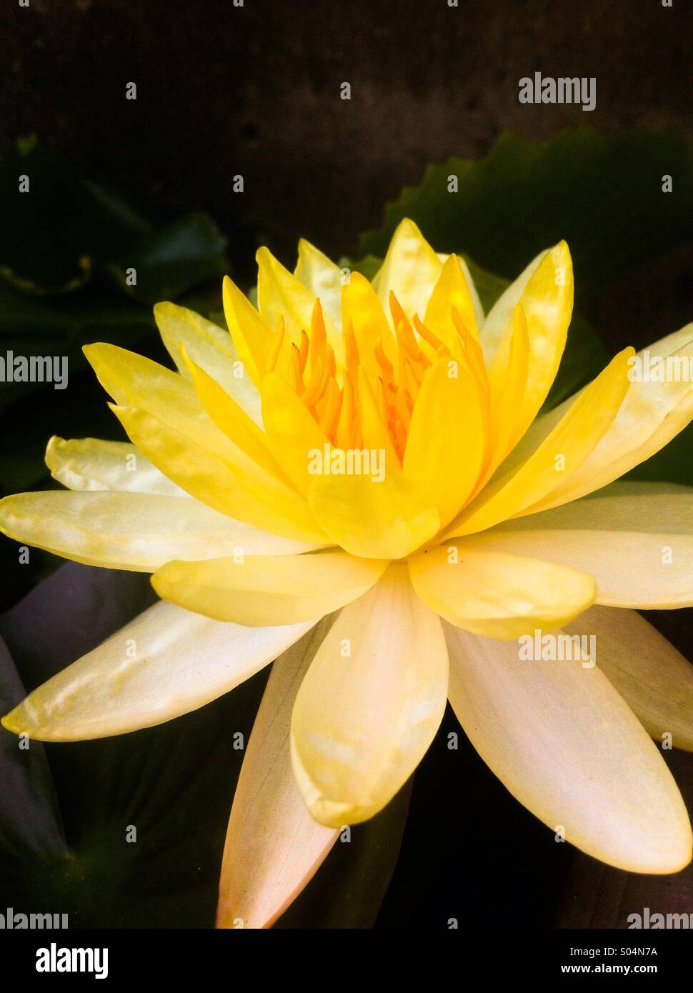 Beautiful lotus flower Stock Photo - Alamy