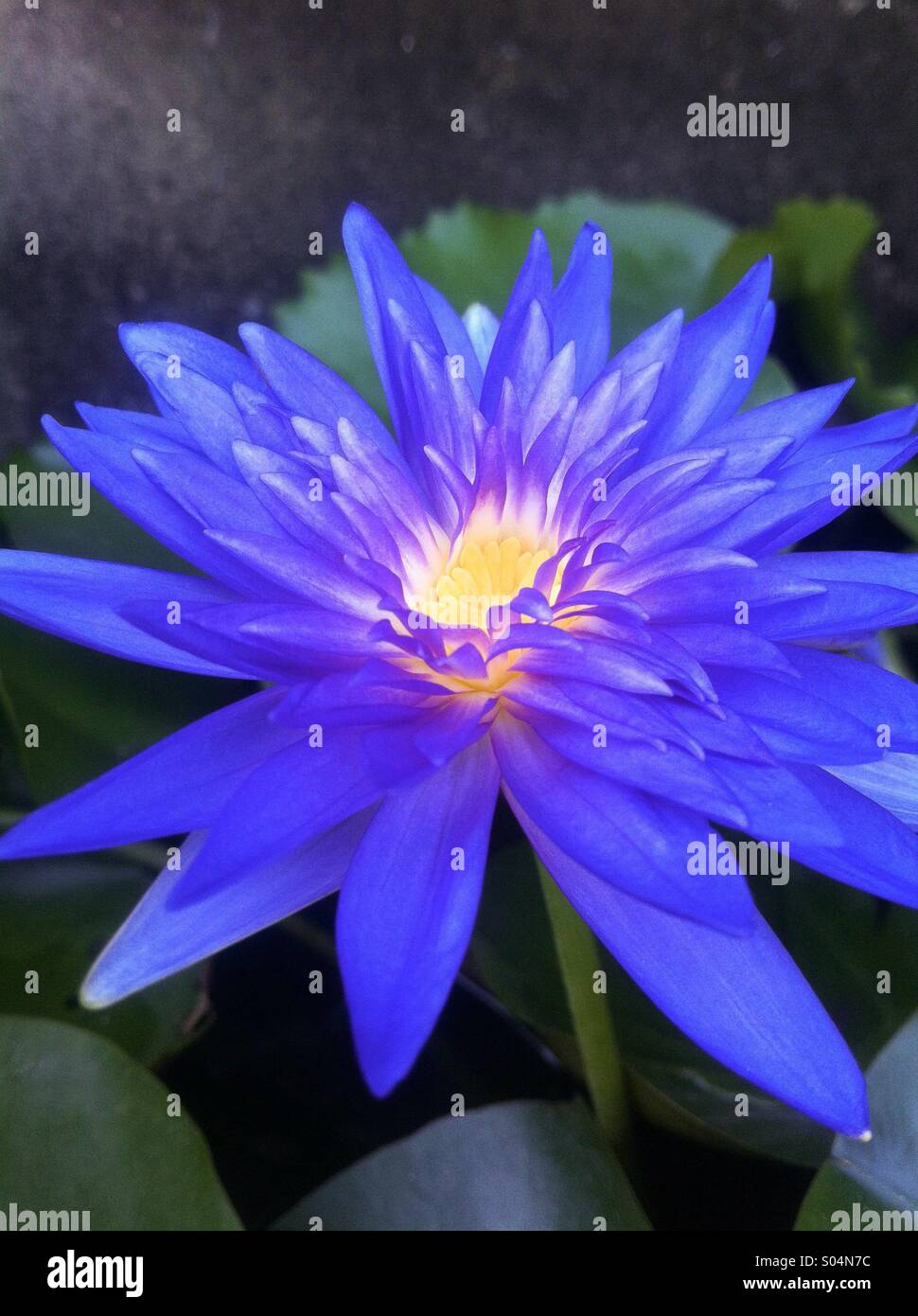 Beautiful lotus flower hi-res stock photography and images - Alamy