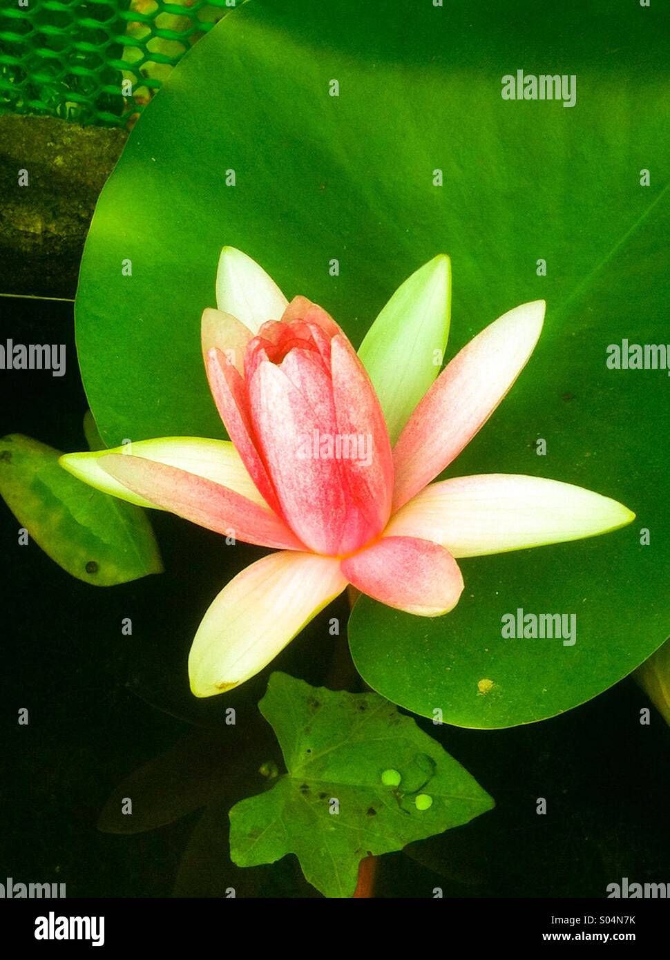 Beautiful lotus flower hi-res stock photography and images - Alamy