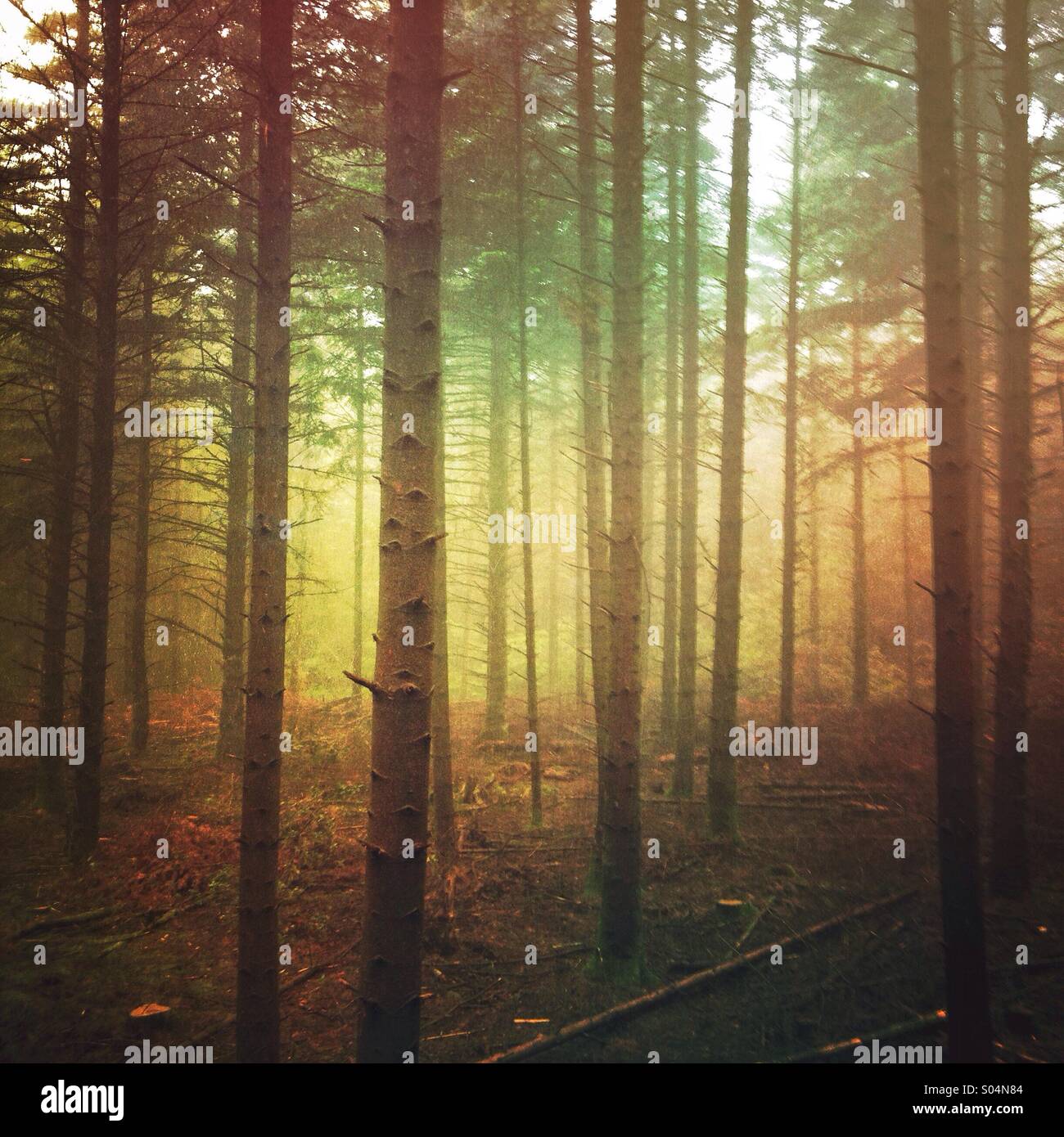 Moody forest dark hi-res stock photography and images - Alamy