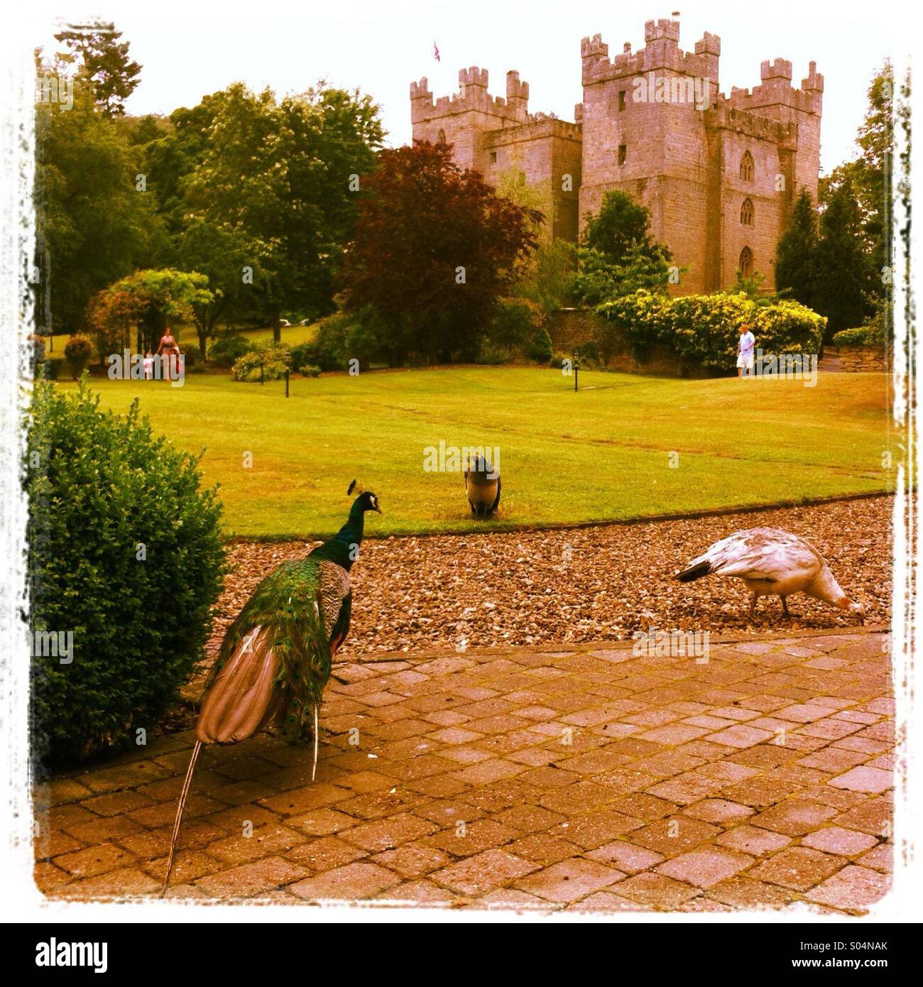 Peacock castle hi-res stock photography and images - Alamy