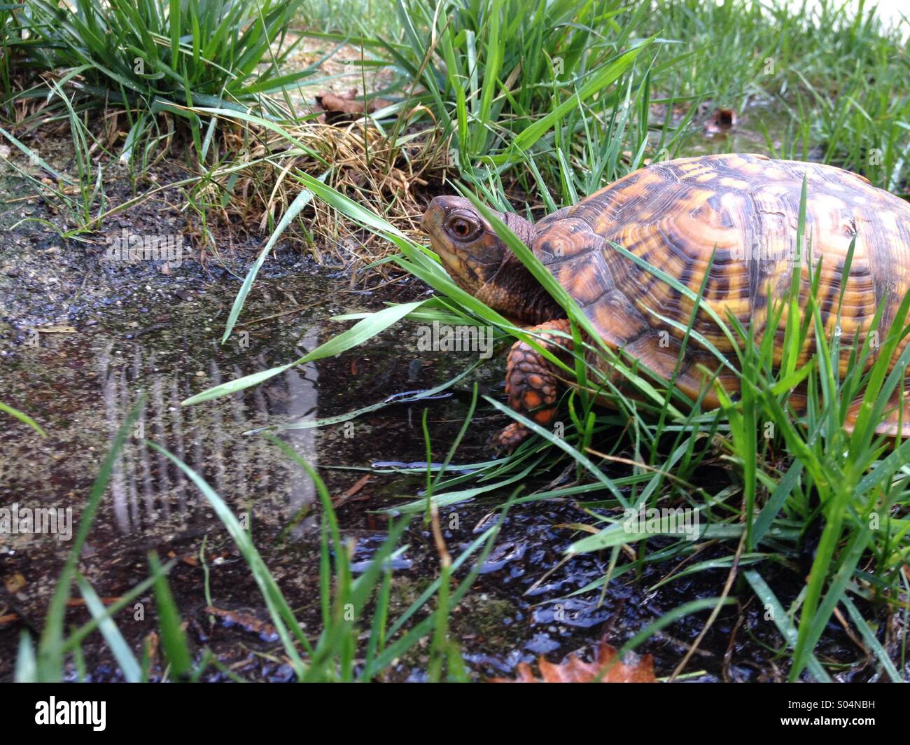 Turtle tortoise animal hi-res stock photography and images - Alamy