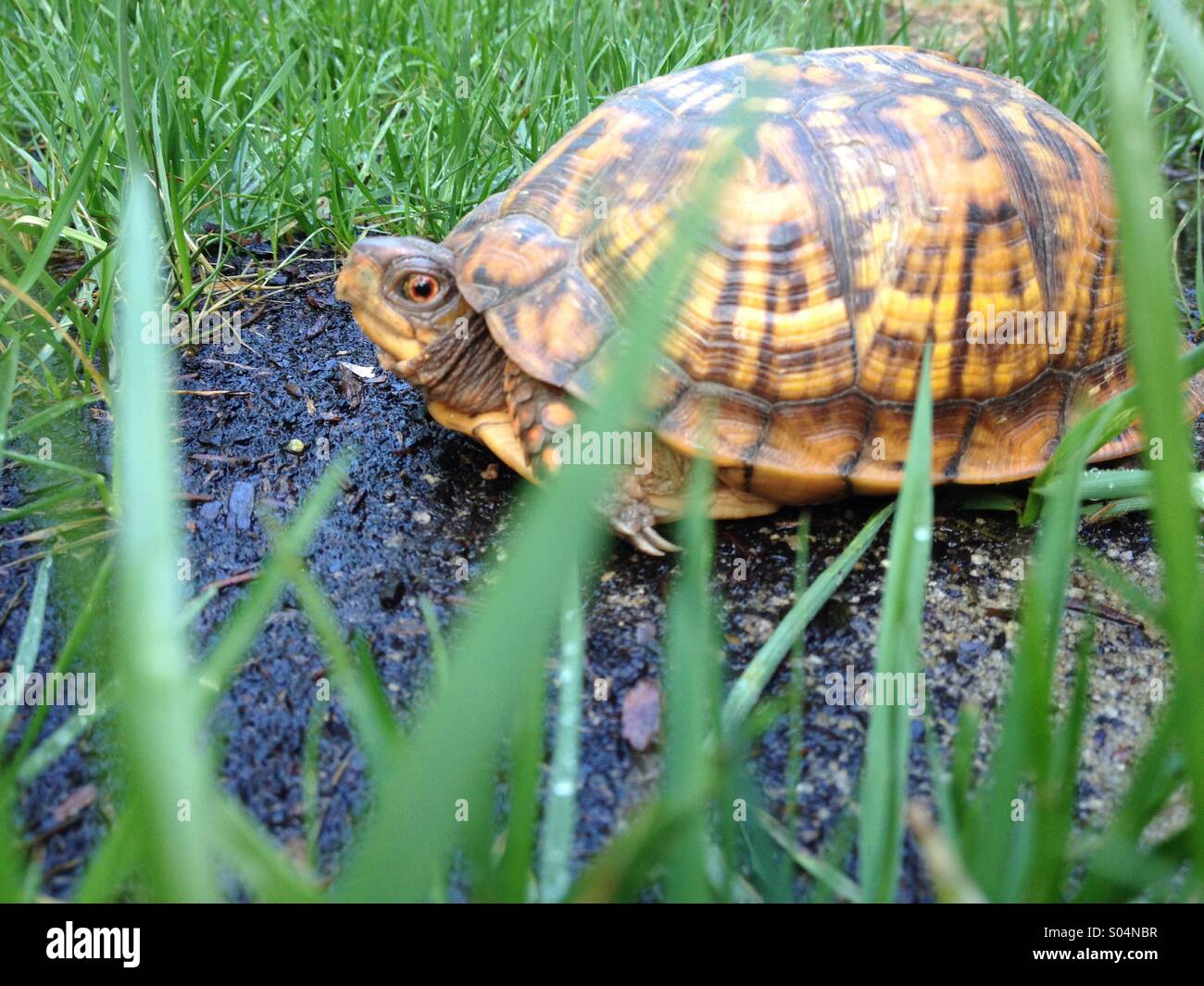 Turtle peeking out of its shell Stock Photo - Alamy