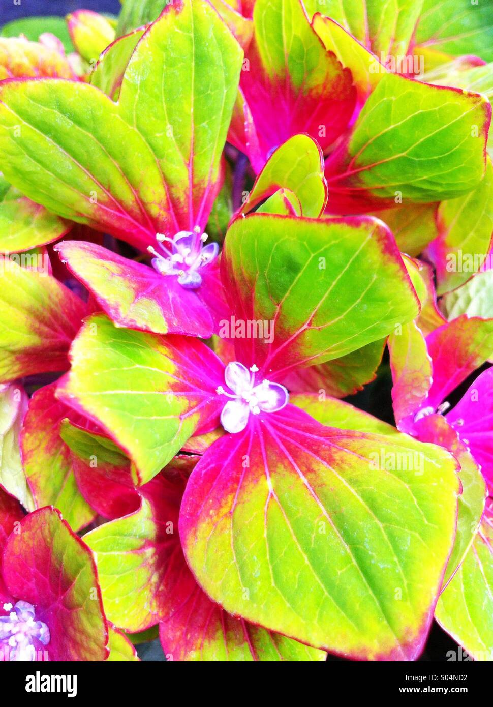 Red hydrangea hi-res stock photography and images - Alamy
