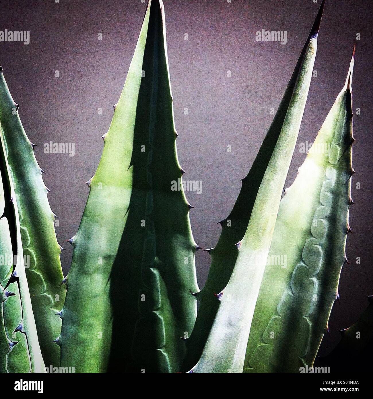 Agave Cactus High Resolution Stock Photography and Images - Alamy