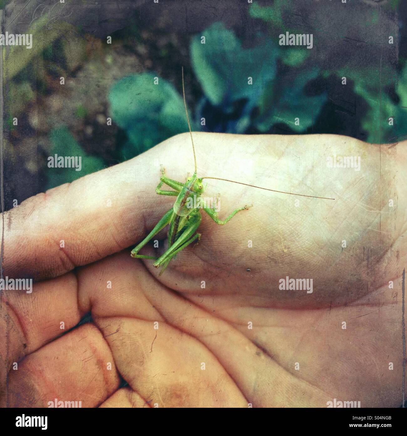 Green bugs hi-res stock photography and images - Alamy