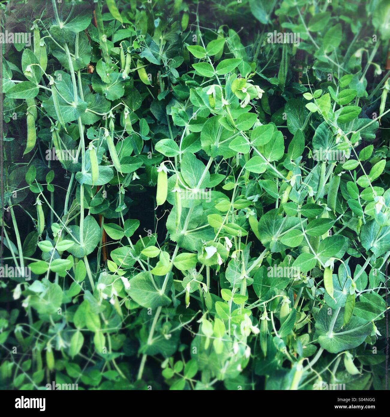 Green pea (Pisum sativum) plant growing in garden Stock Photo - Alamy