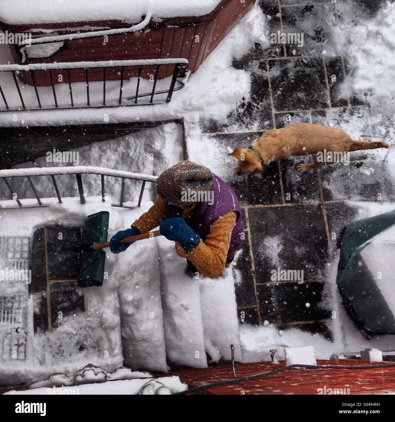 Scrape dog hi-res stock photography and images - Alamy