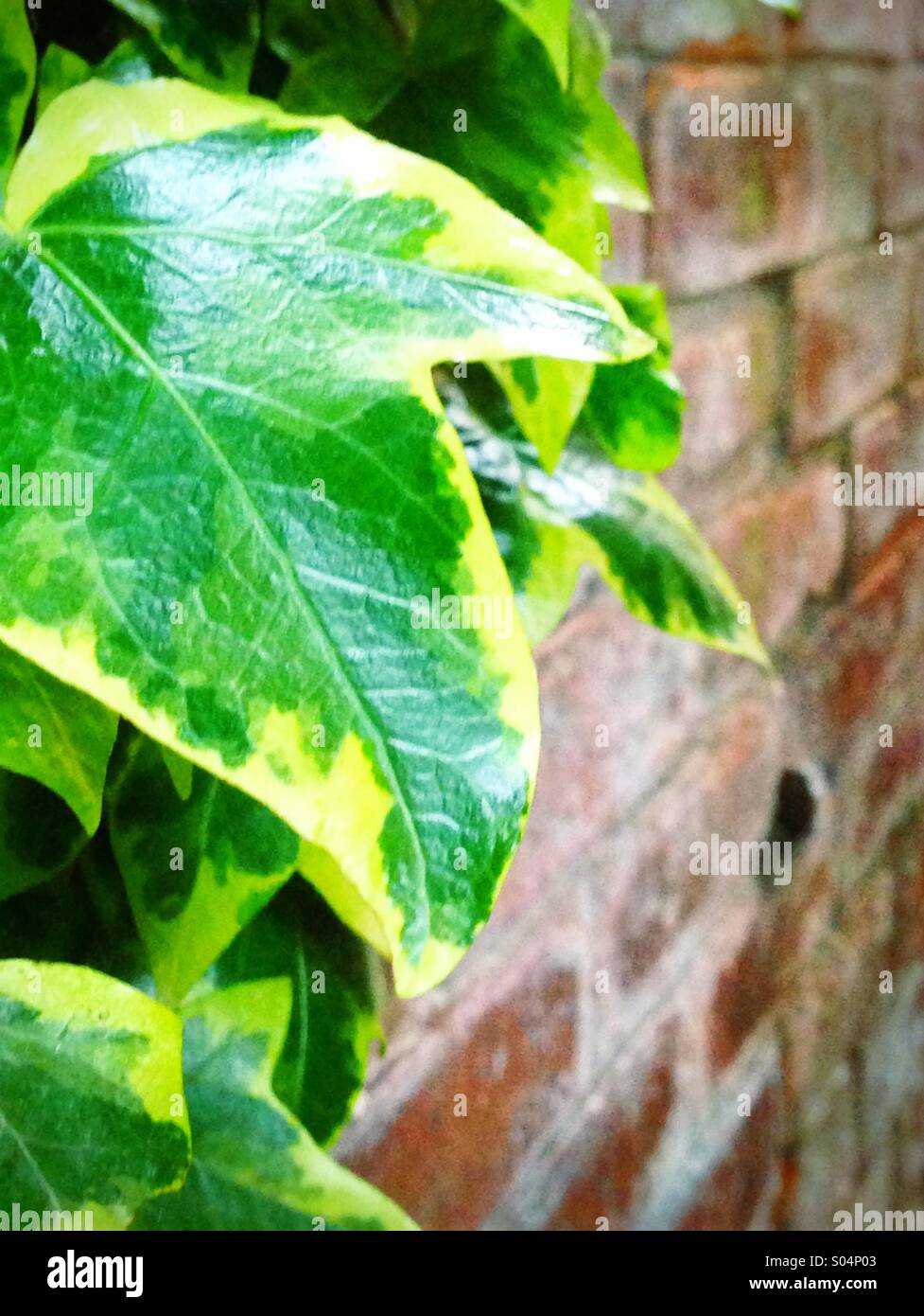 Ivy wall invasive hi-res stock photography and images - Alamy